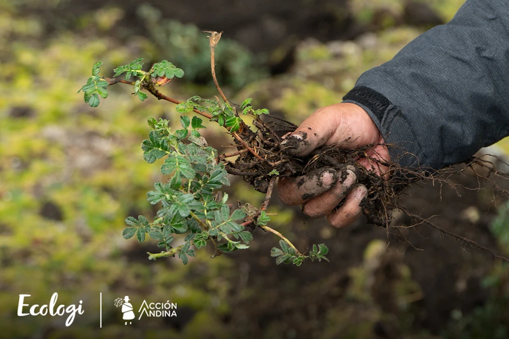 Carbon Offset Champions: How Simber Chauffeur Services is Making a ...
